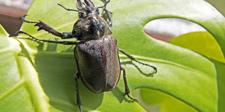सावधान! अमेरिकेत कीटकामुळे पसरतोय हा धोकादायक आजार, भारतातही धोका आहे ...
